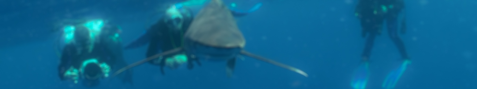 Red Sea Diving Safari - Marsa Alam - Monthly Photo Competition