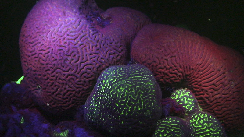 Fluo diving - Night dives with fluoresence