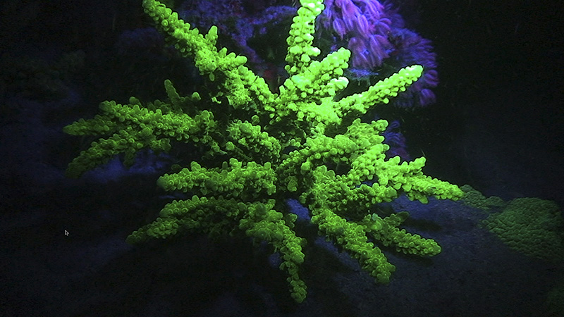 Fluo diving - Night dives with fluoresence