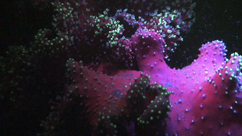 Fluo diving - Night dives with fluoresence