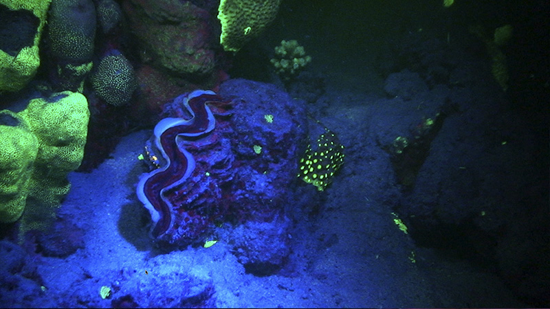 Fluo diving - Night dives with fluoresence
