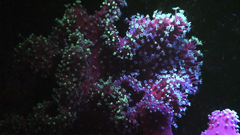 Fluo diving - Night dives with fluoresence