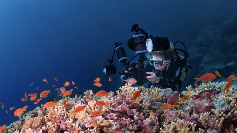 Red Sea Diving Safari - Marsa Alam - Home