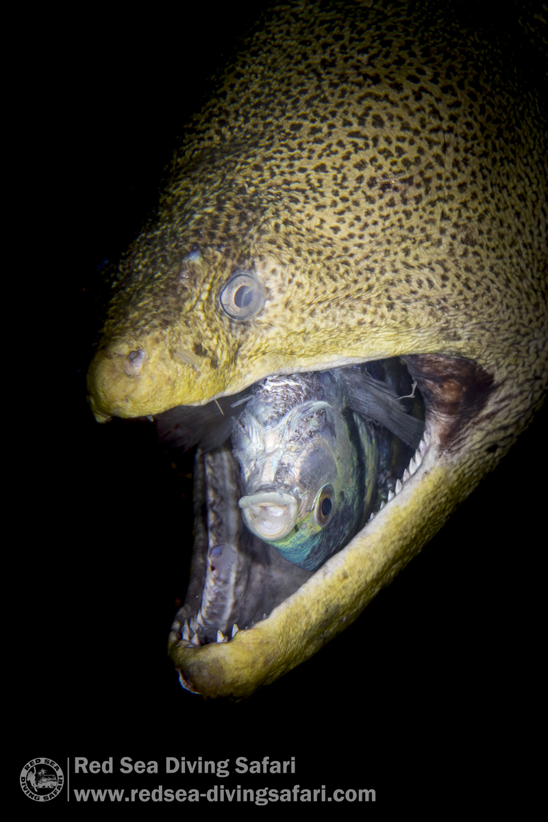 Red Sea Diving Safari - Marsa Alam - Home