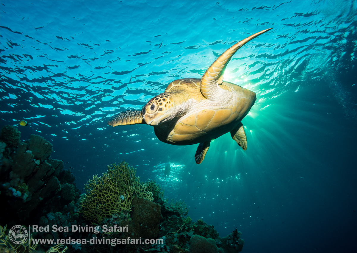 Red Sea Diving Safari - Marsa Alam - Home