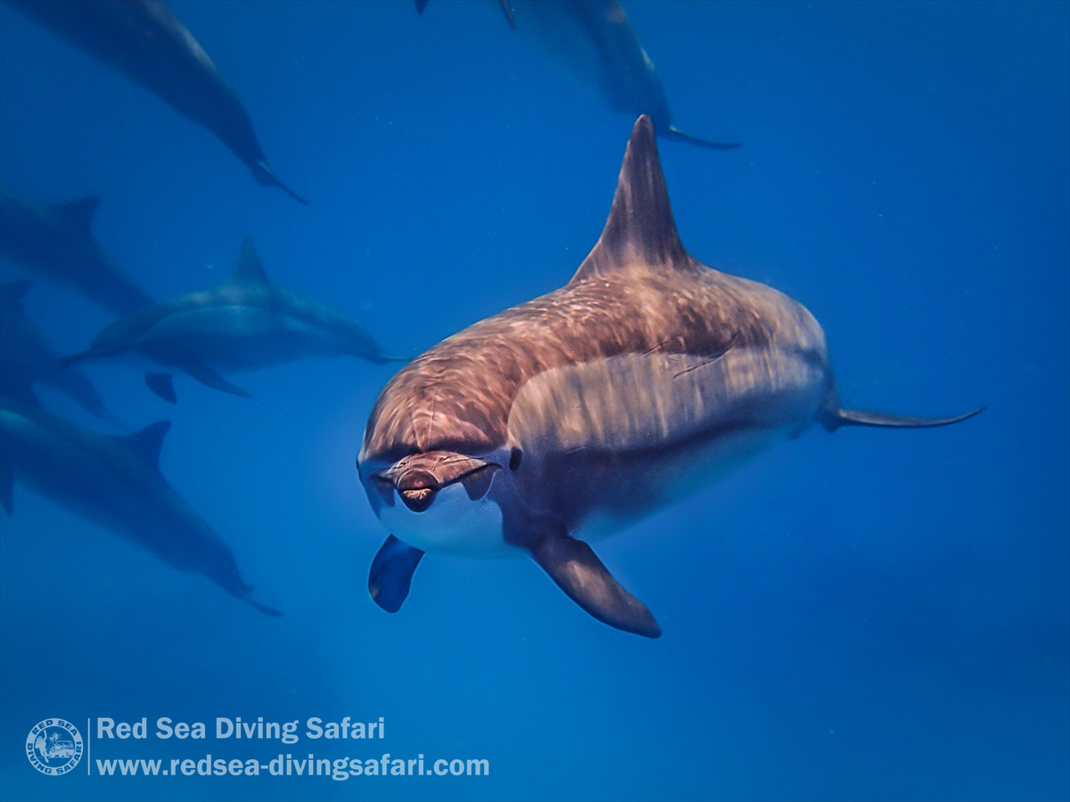 Red Sea Diving Safari - Marsa Alam - Home