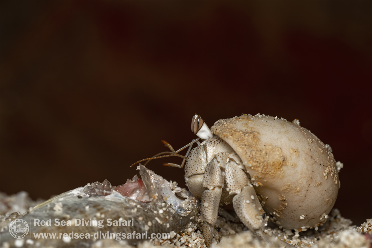 Red Sea Diving Safari - Marsa Alam - Home