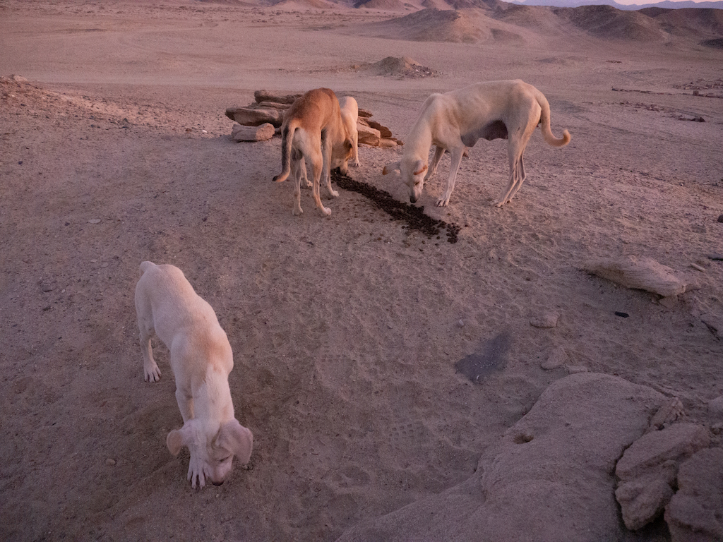 A project with stray dogs from the desert